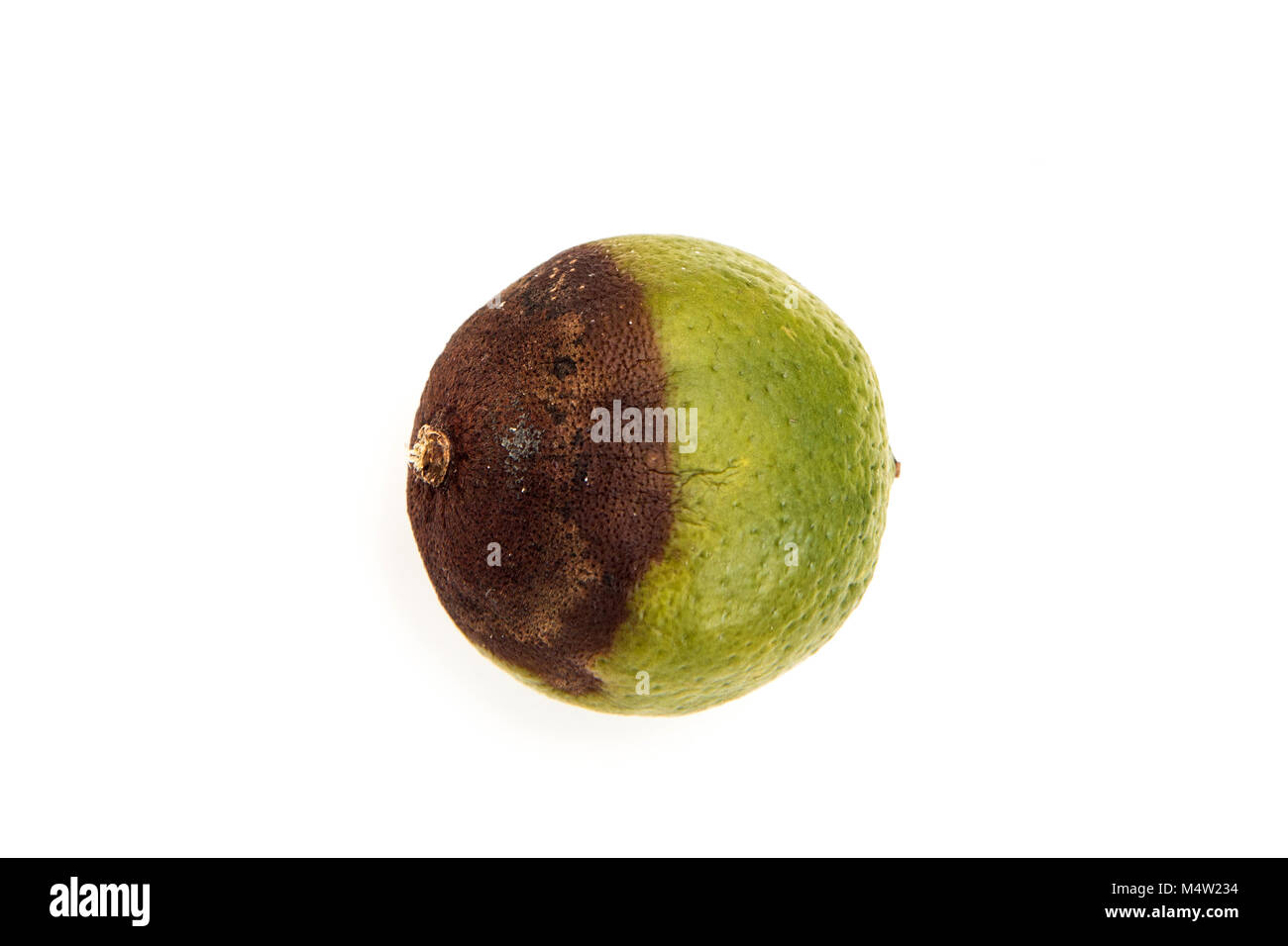 A picture of a single overripe or rotten lime. It is almost dry and is ...