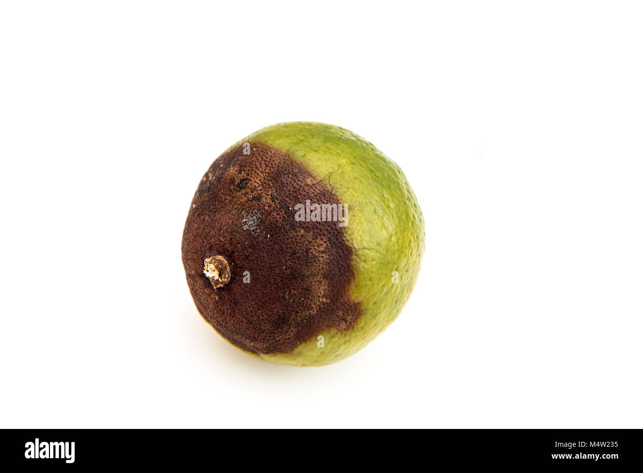 A picture of a single overripe or rotten lime. It is almost dry and is ...