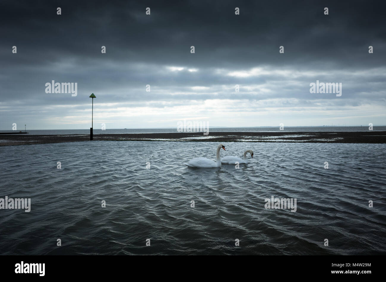 pair of swans in a tide pool at the seaside Stock Photo - Alamy