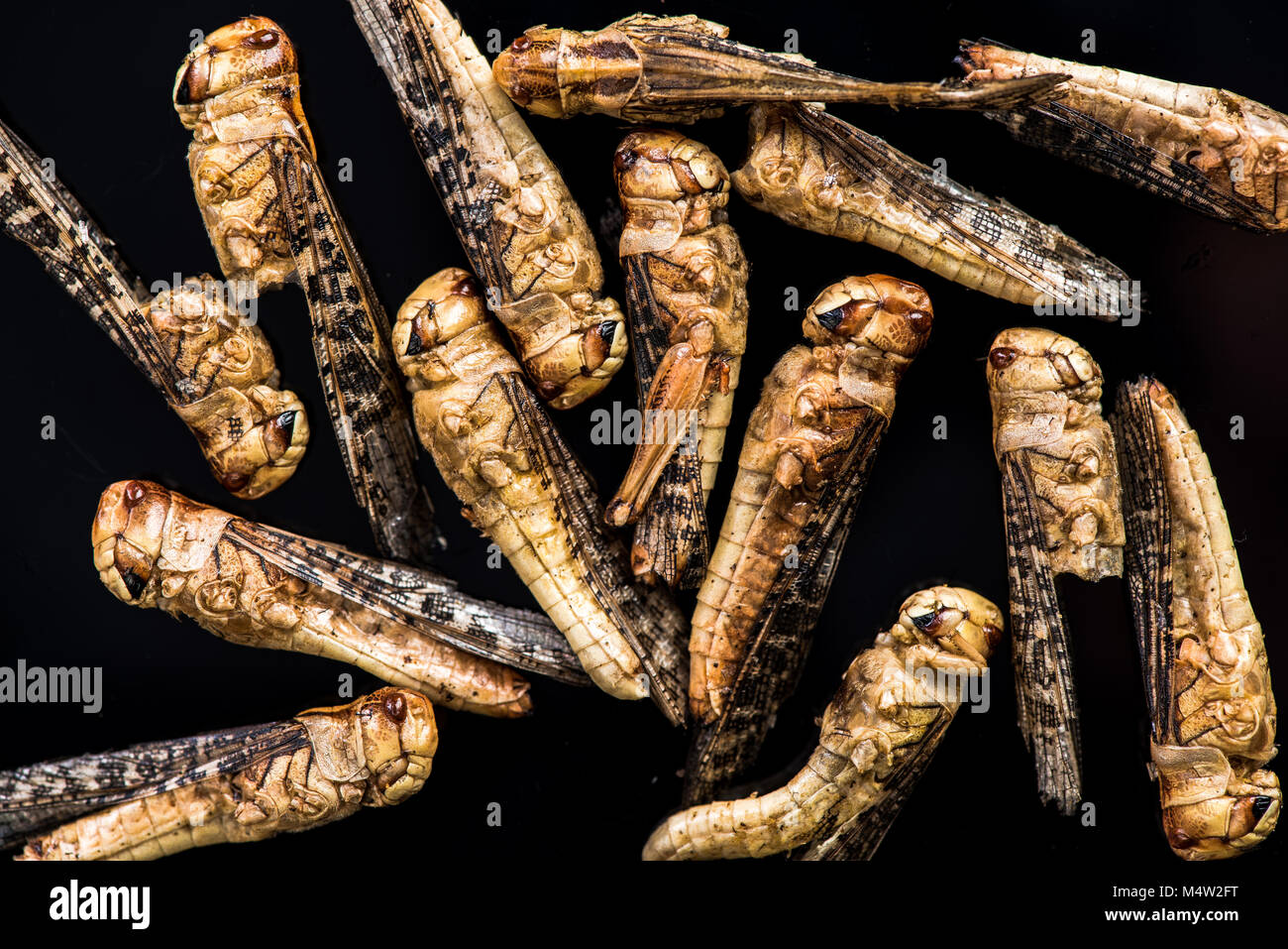 Edible worms healthy protein source,detail view on dark Stock Photo - Alamy