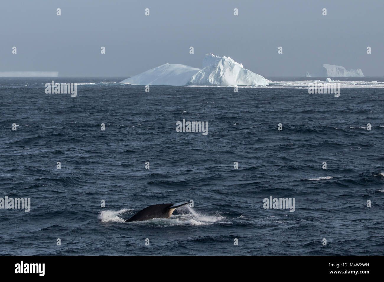 Antarctica. Fin whale (Wild: Balaenoptera physalus) in front of ...