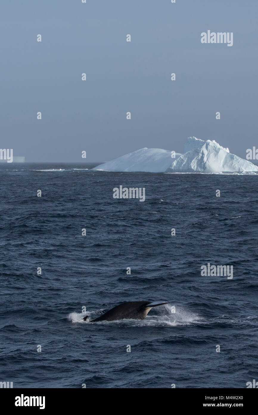 Antarctica. Fin whale (Wild: Balaenoptera physalus) in front of icebergs with tabular iceberg ...