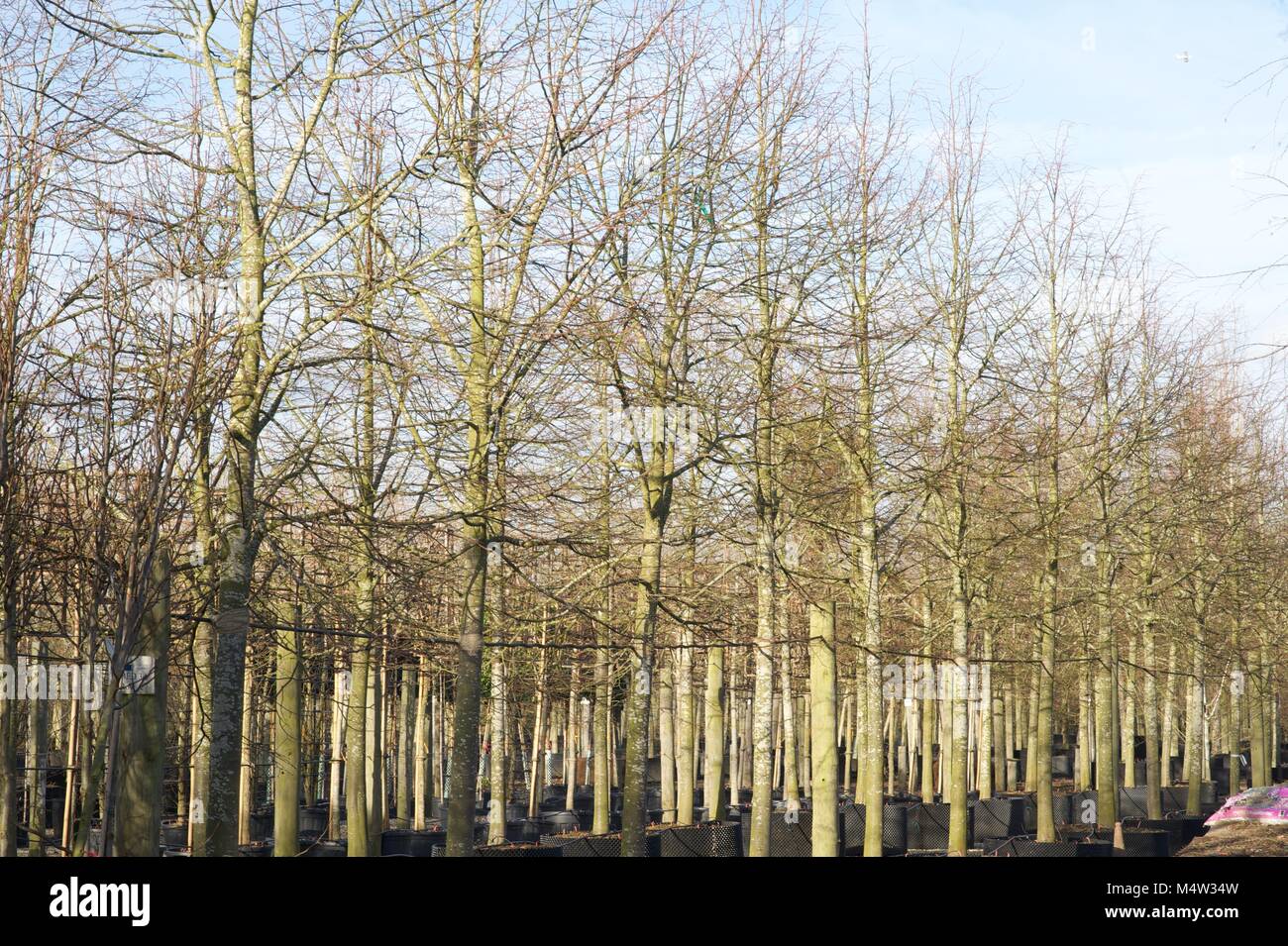 Mature tree nursery Stock Photo - Alamy