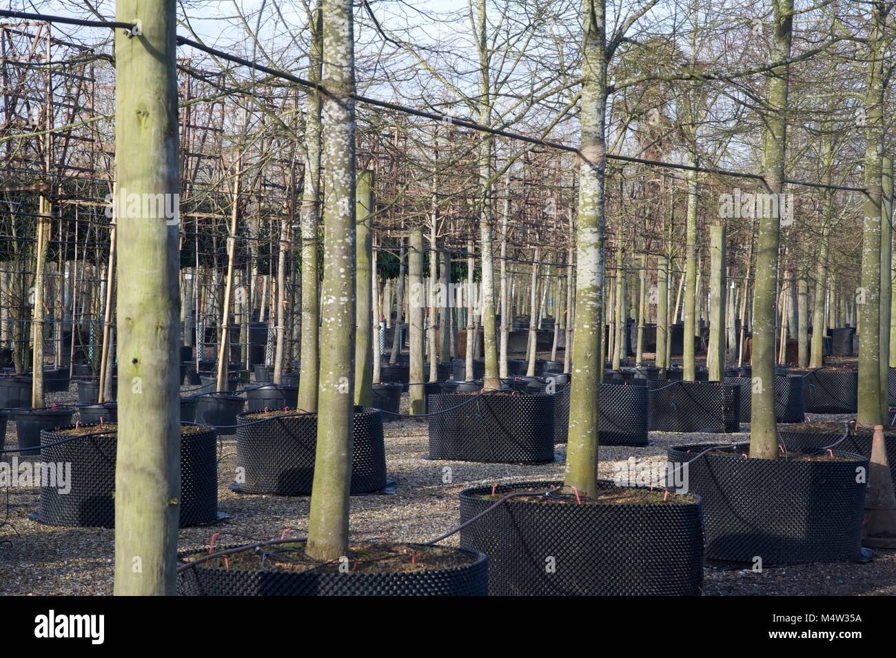Mature tree nursery Stock Photo - Alamy