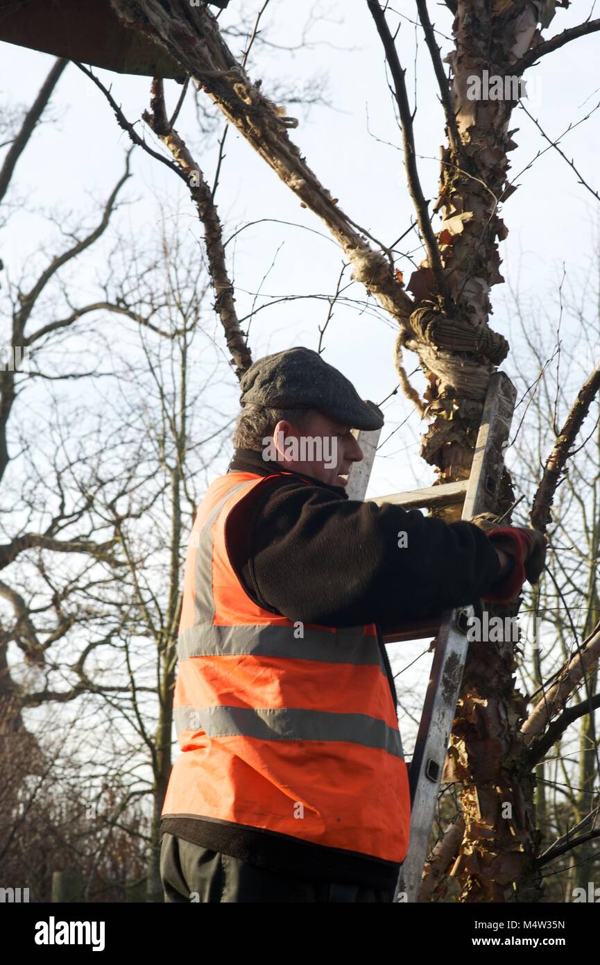 Tree nursery workers Stock Photo - Alamy