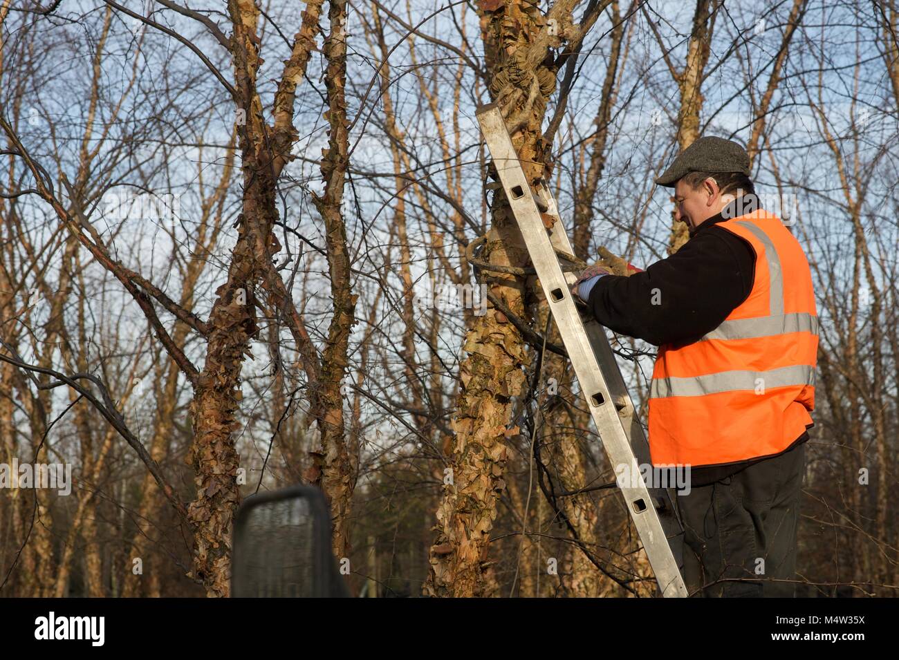 Tree nursery workers Stock Photo - Alamy