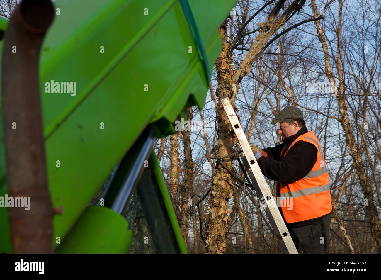 Tree nursery workers Stock Photo - Alamy