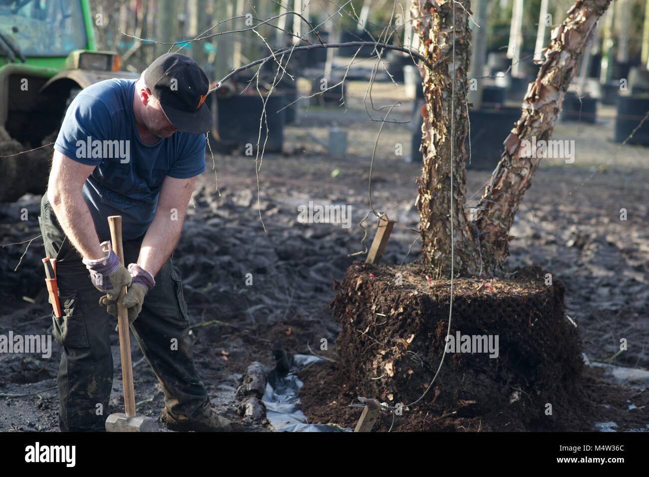 Tree nursery workers Stock Photo - Alamy