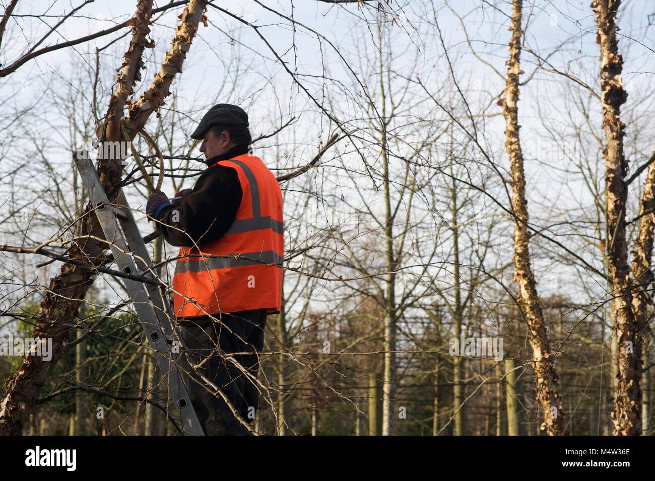 Tree nursery workers Stock Photo - Alamy