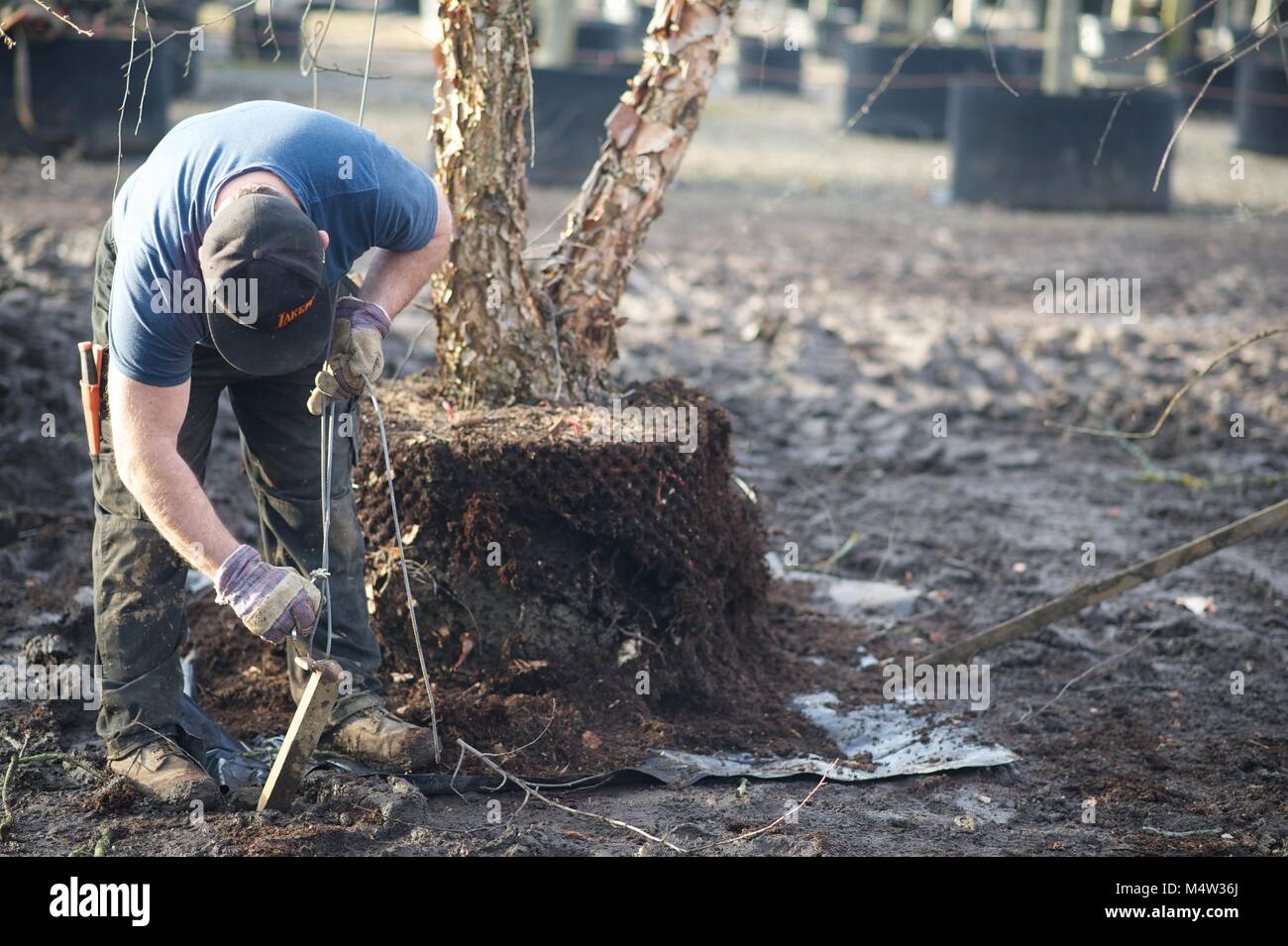 Tree nursery workers hi-res stock photography and images - Alamy