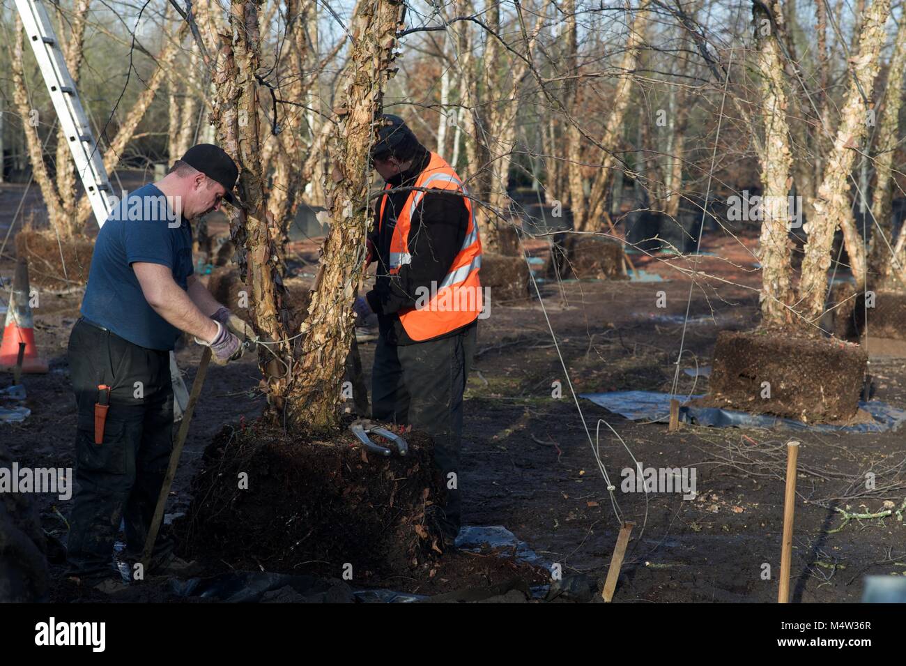 Tree nursery workers Stock Photo - Alamy