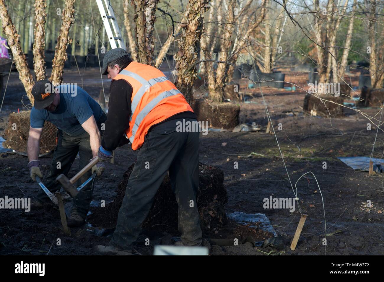 Tree nursery workers Stock Photo - Alamy