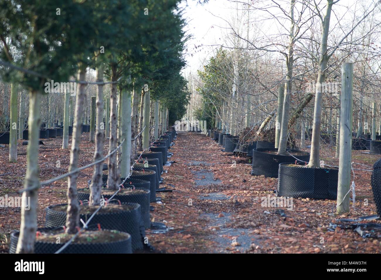 Mature tree nursery Stock Photo - Alamy