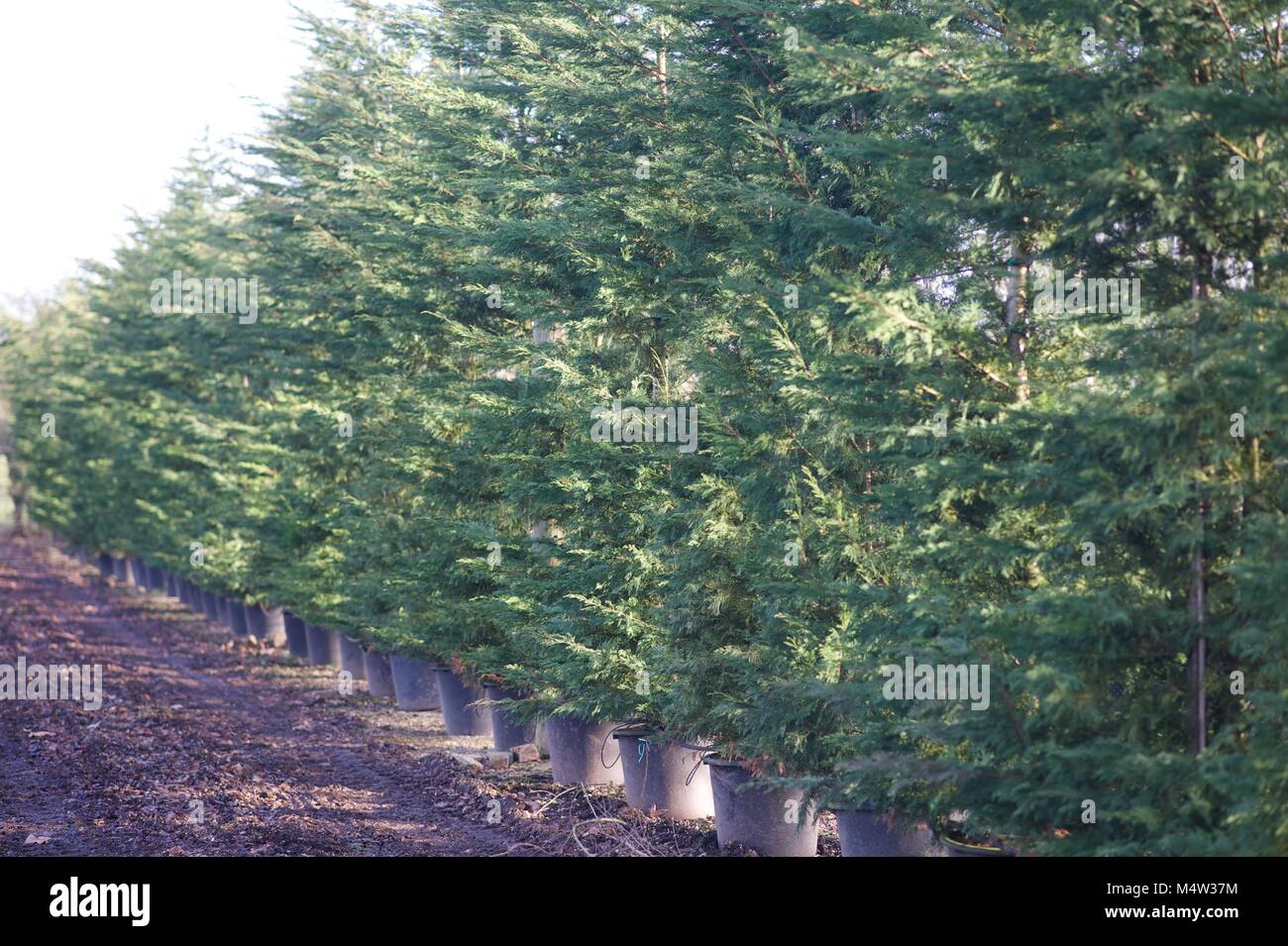 Mature tree nursery Stock Photo - Alamy