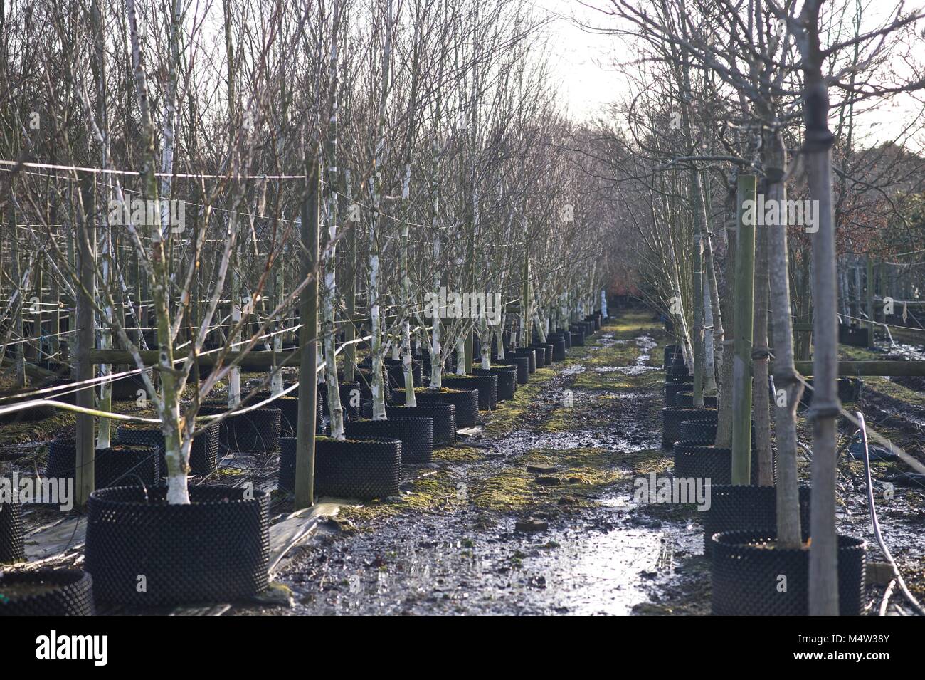 Mature tree nursery Stock Photo - Alamy