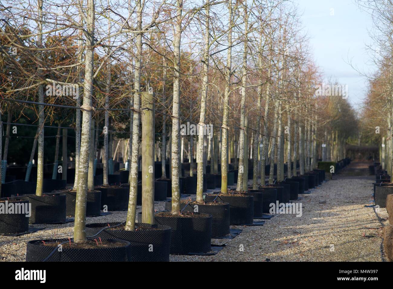 Mature tree nursery Stock Photo - Alamy
