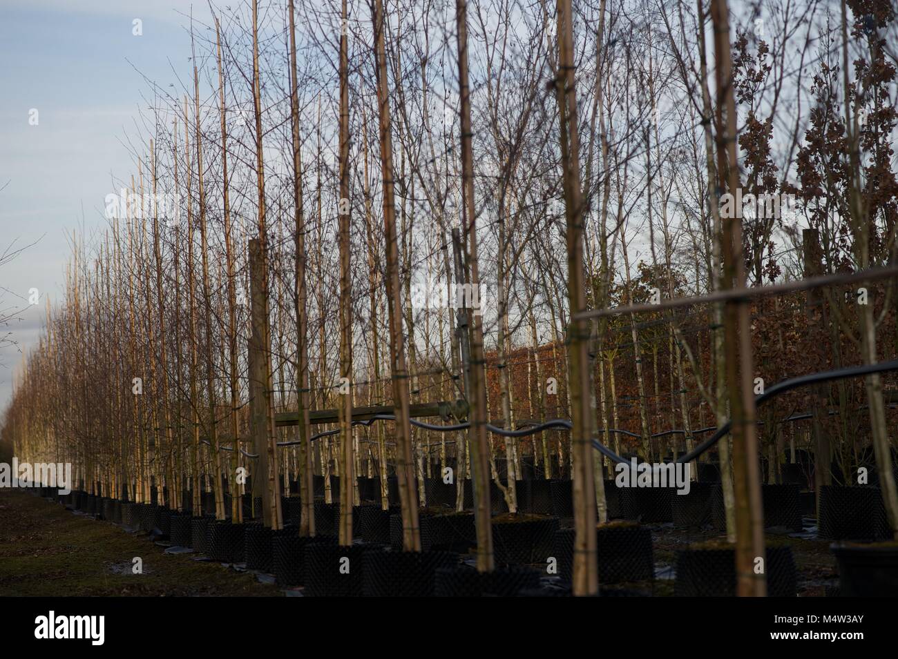 Mature tree nursery Stock Photo - Alamy