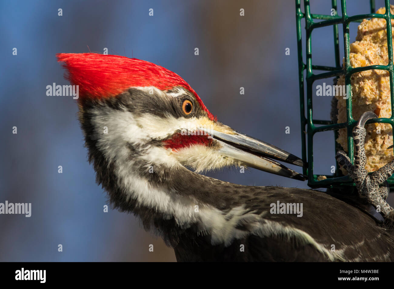 pileated woodpecker portrait Stock Photo - Alamy