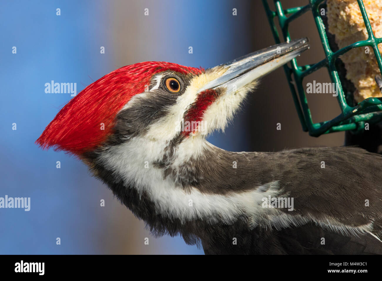 Pileated Woodpeckers High Resolution Stock Photography and Images - Alamy