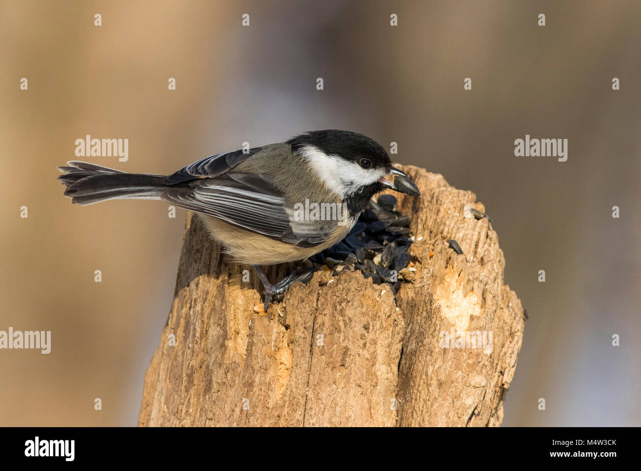 Chickadee wing detail hi-res stock photography and images - Alamy