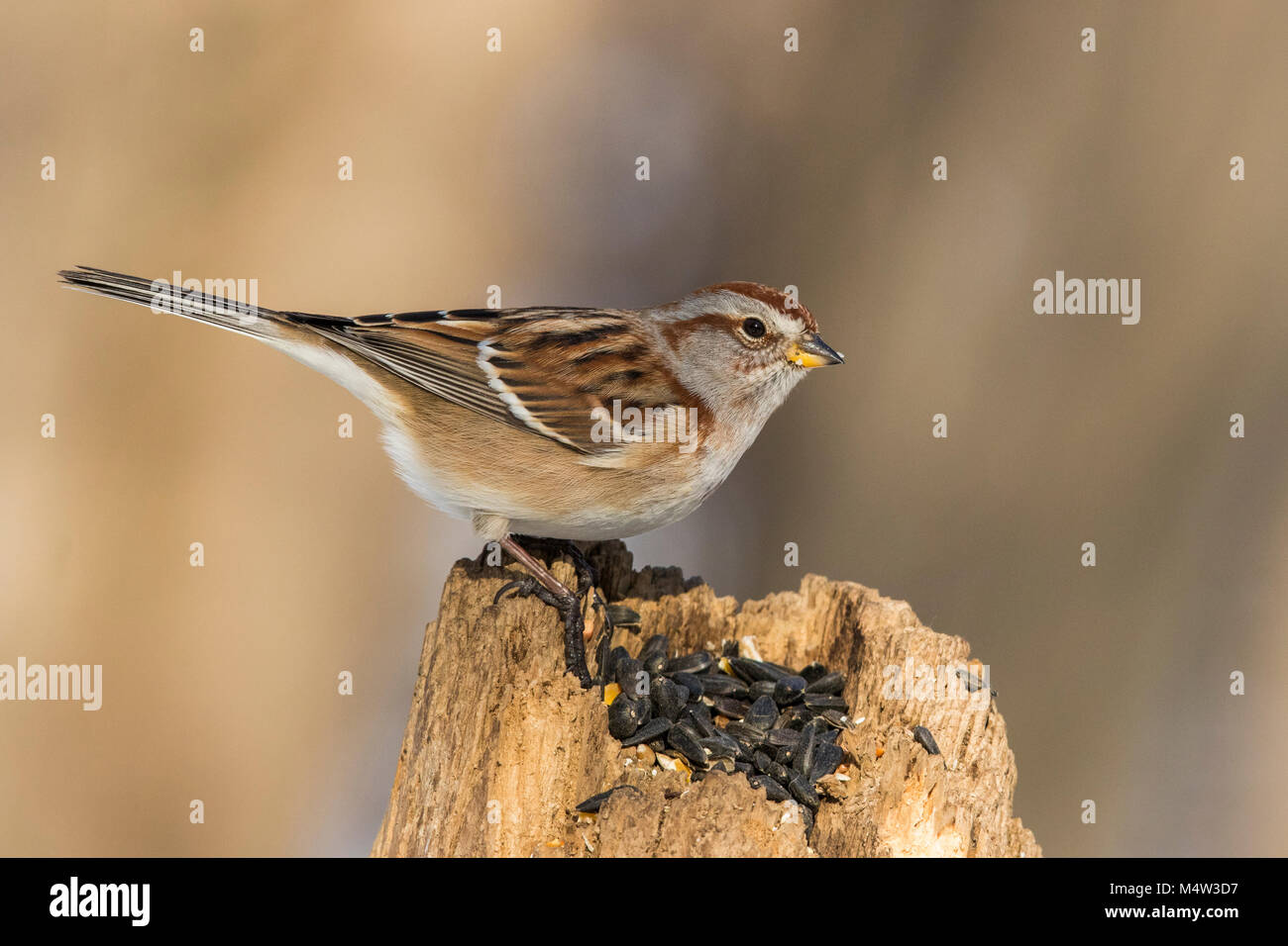 american tree sparrow in winter Stock Photo - Alamy