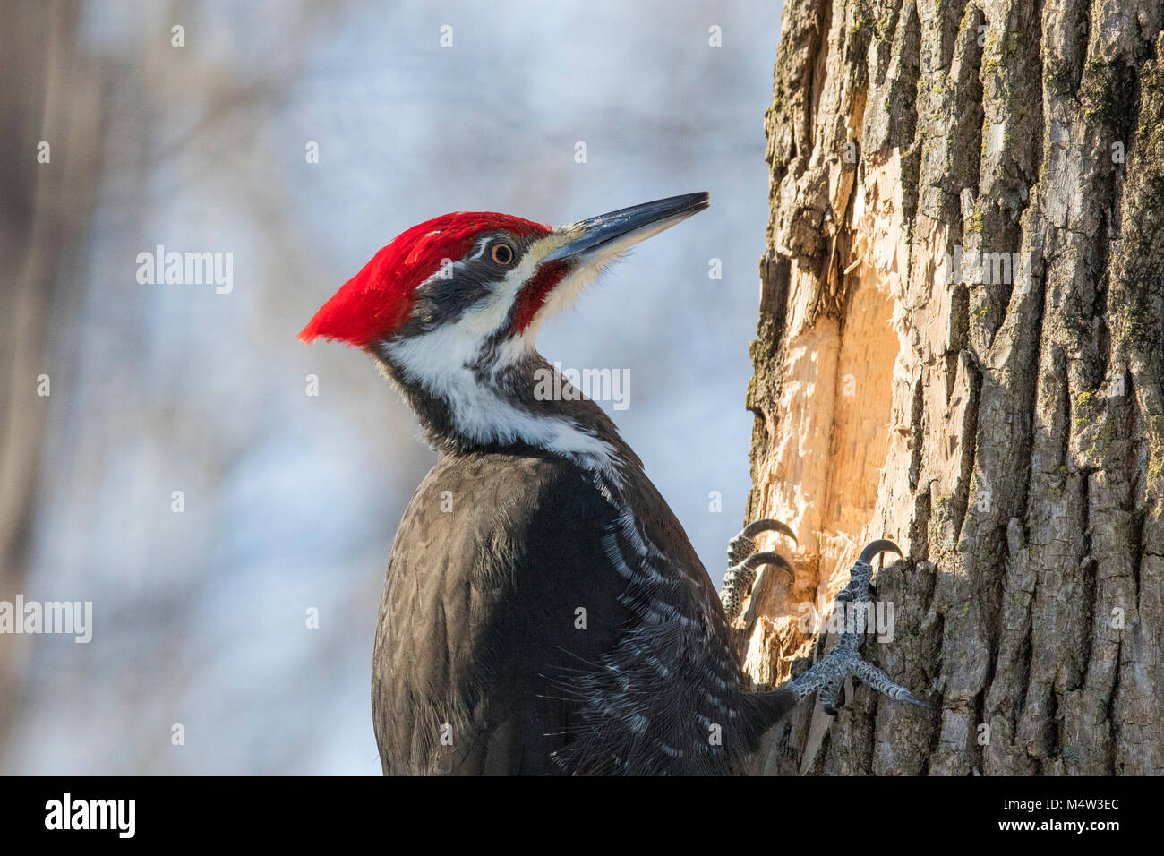 pileated woodpecker portrait Stock Photo - Alamy