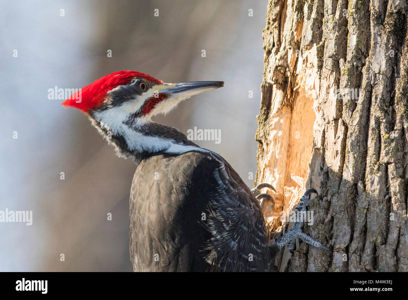 pileated woodpecker portrait Stock Photo - Alamy