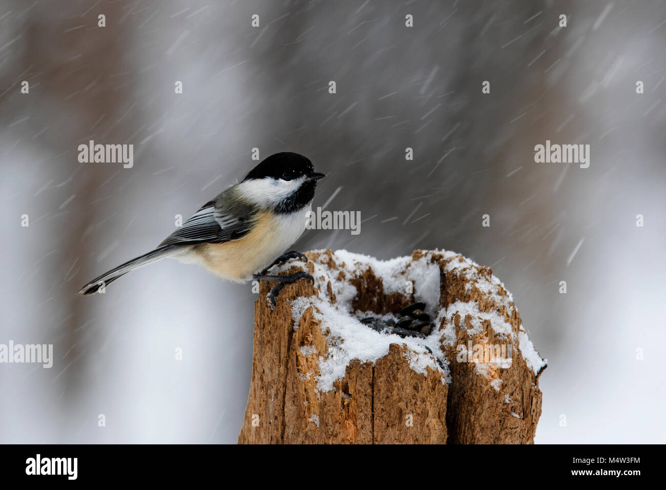 Winter Chickadee Wallpaper