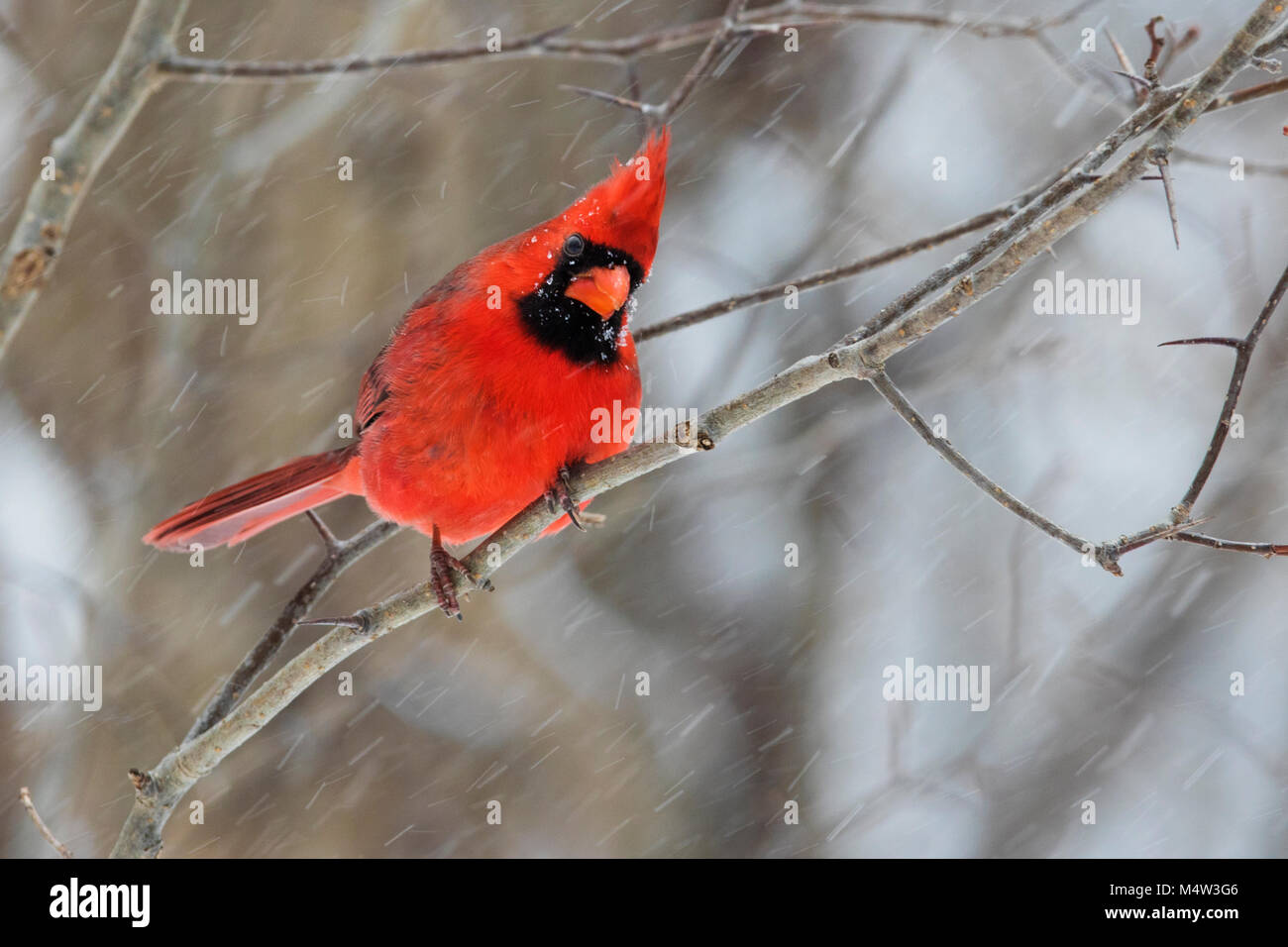 Michigan backyard birds hi-res stock photography and images - Alamy