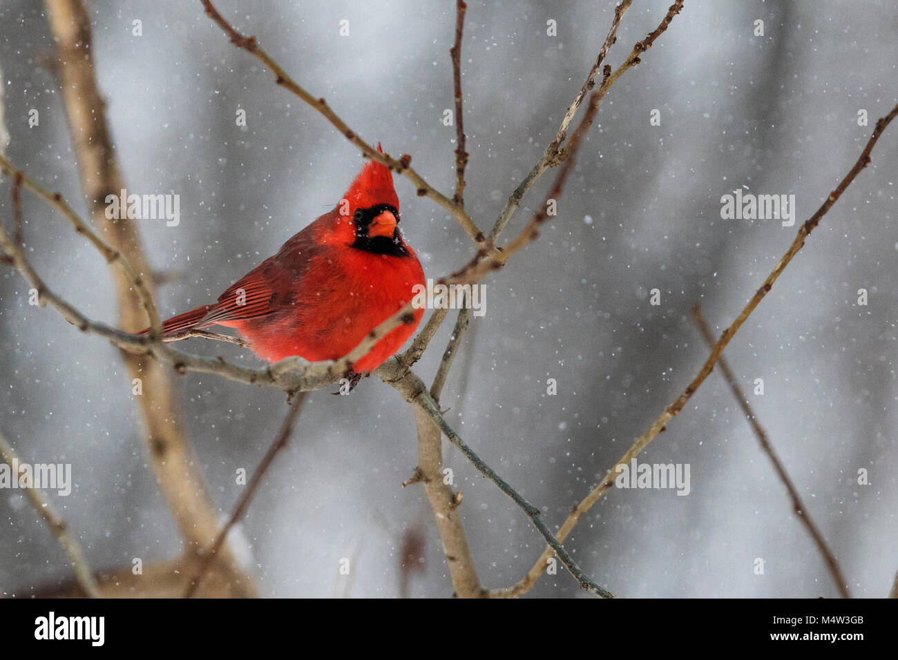 Northern cardinal bird illustration hi-res stock photography and images ...