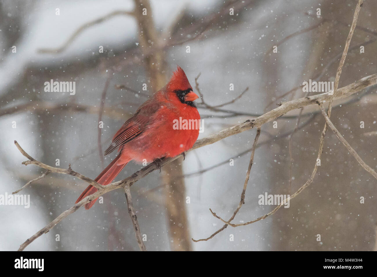 northern cardinal in winter Stock Photo - Alamy