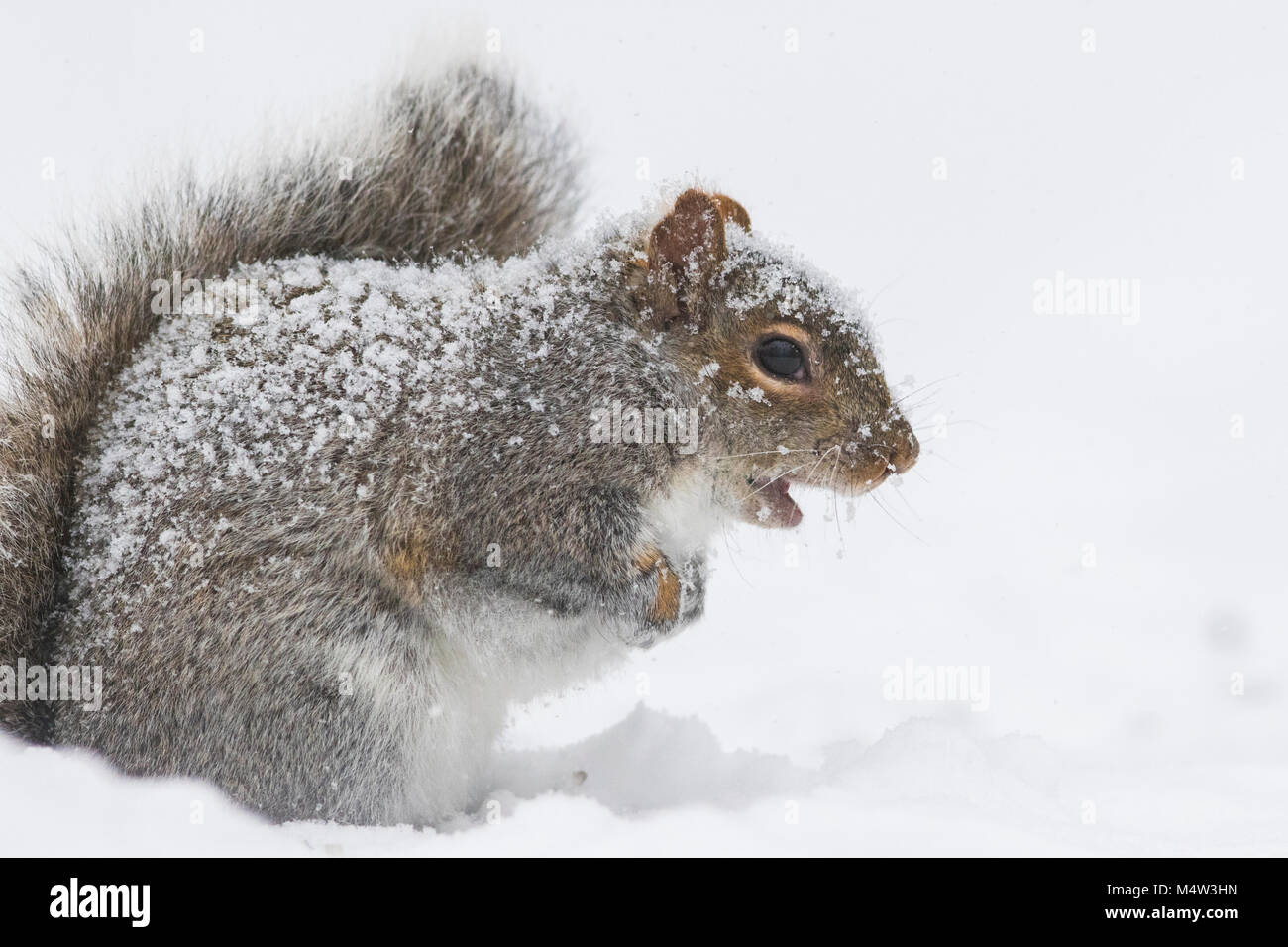 grey squirrel in winter storm Stock Photo - Alamy