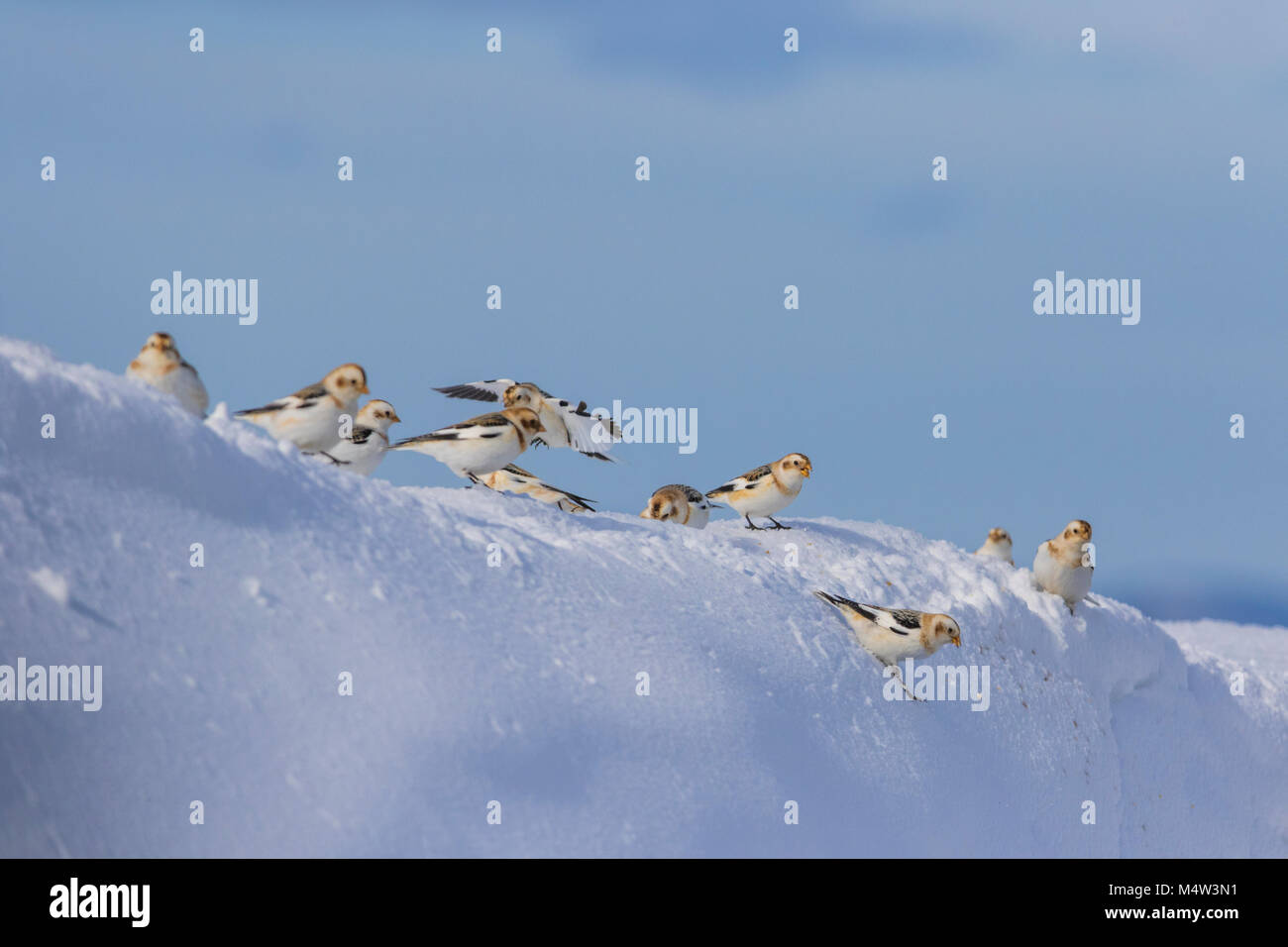 Snow bunting cute bird hi-res stock photography and images - Alamy