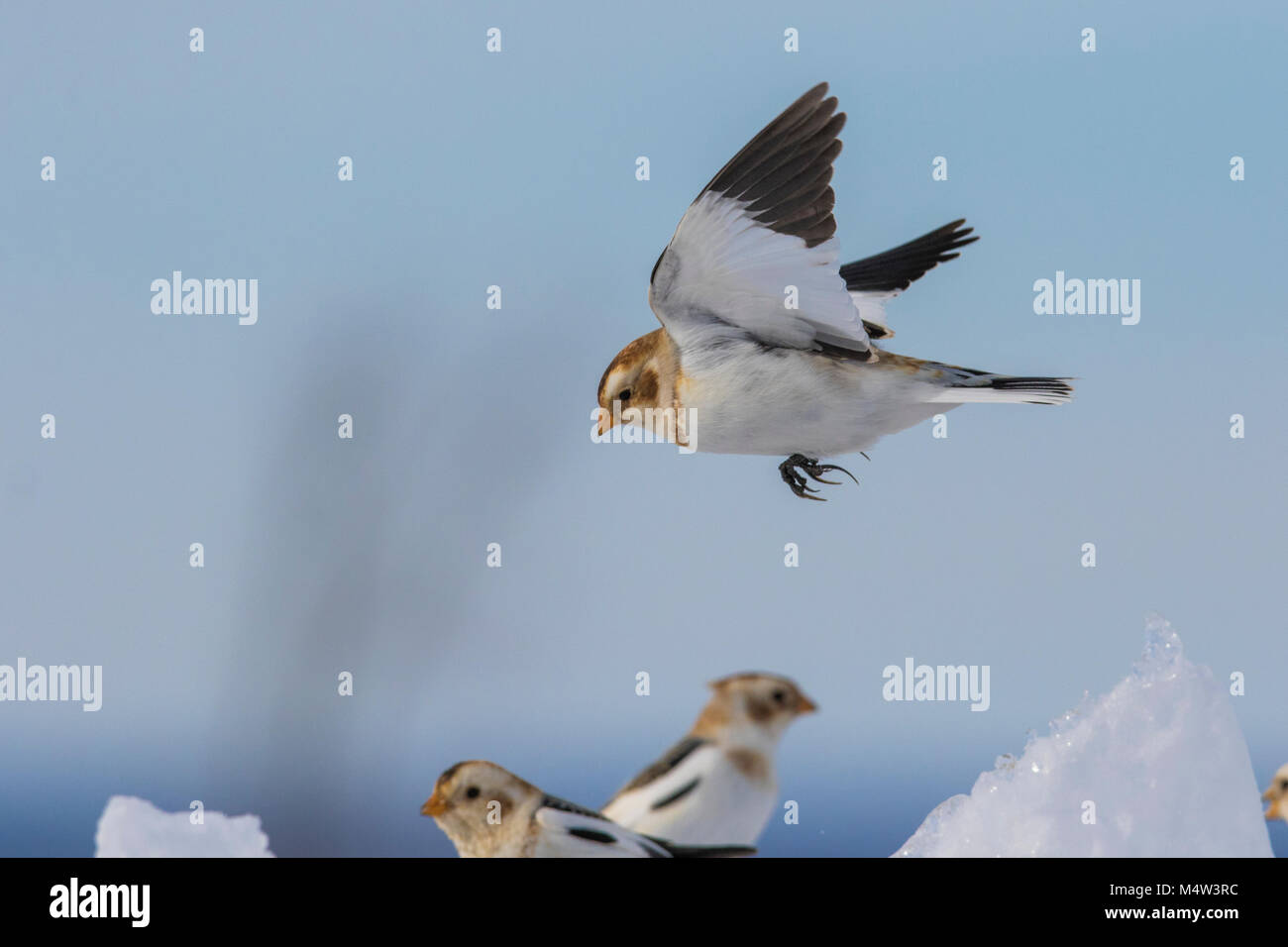 Snow bunting cute bird hi-res stock photography and images - Alamy