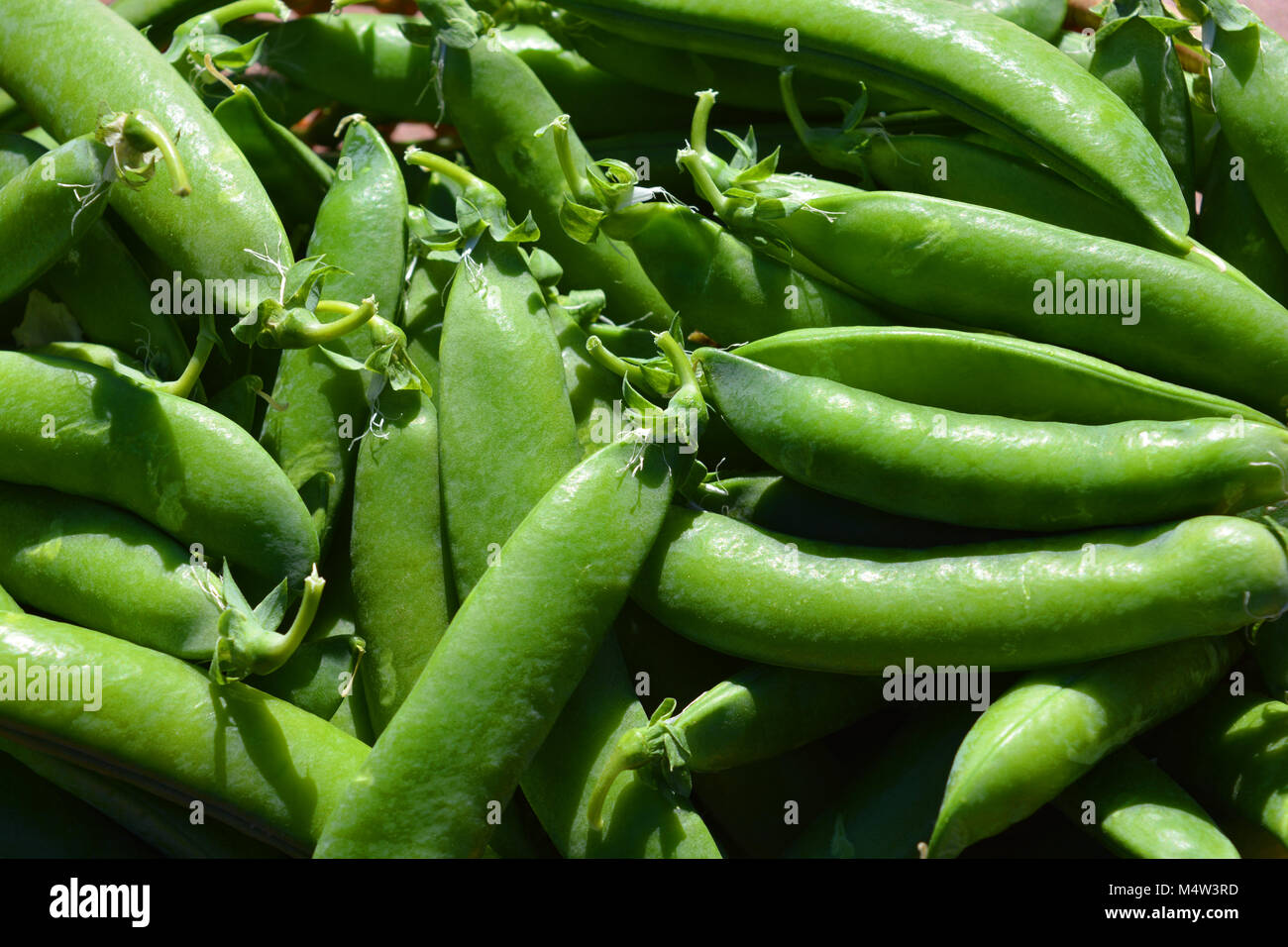 Pisum sativum, freshly picked garden pea pods Stock Photo - Alamy