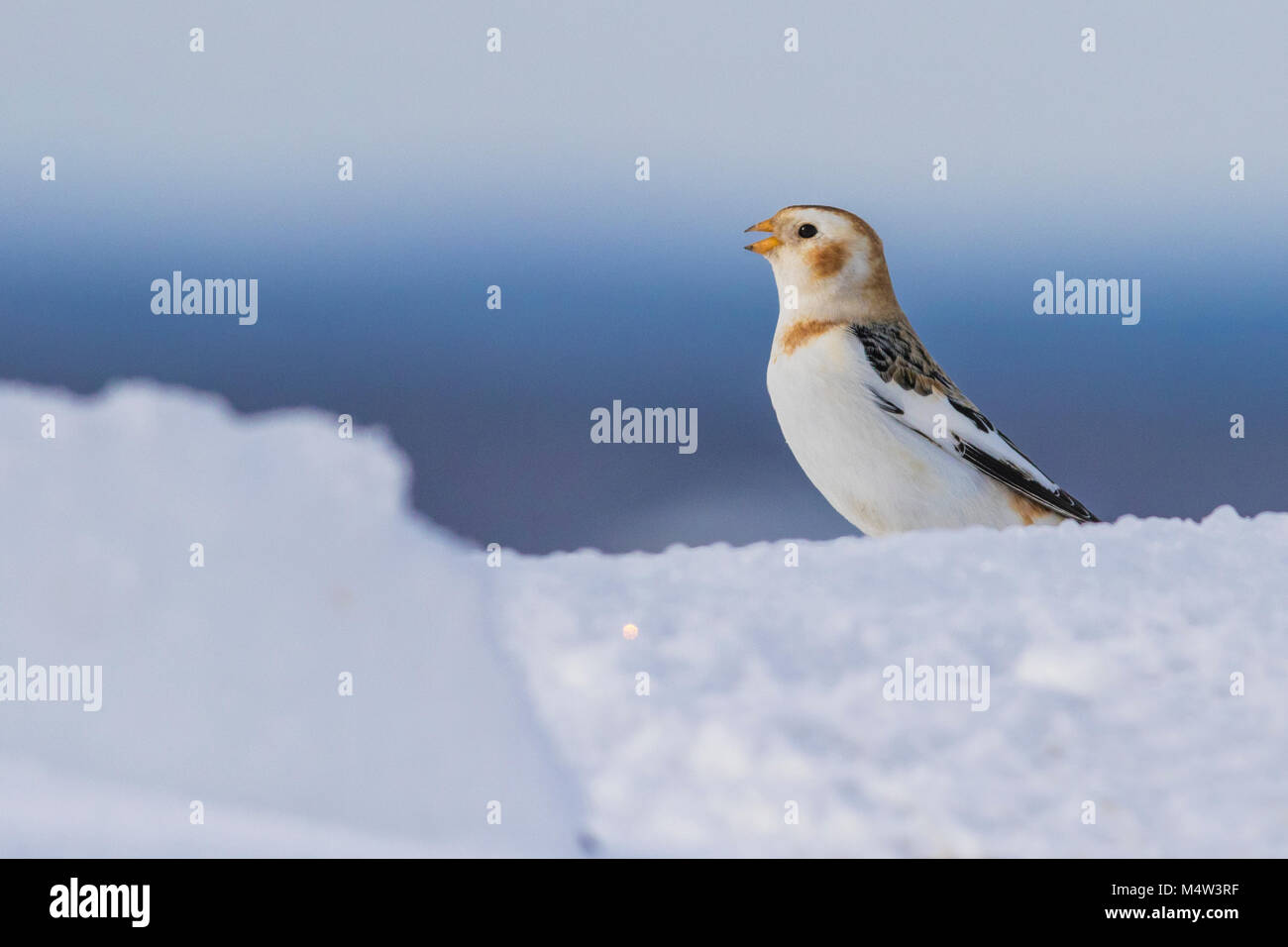 Snow bunting in flight bird hi-res stock photography and images - Alamy