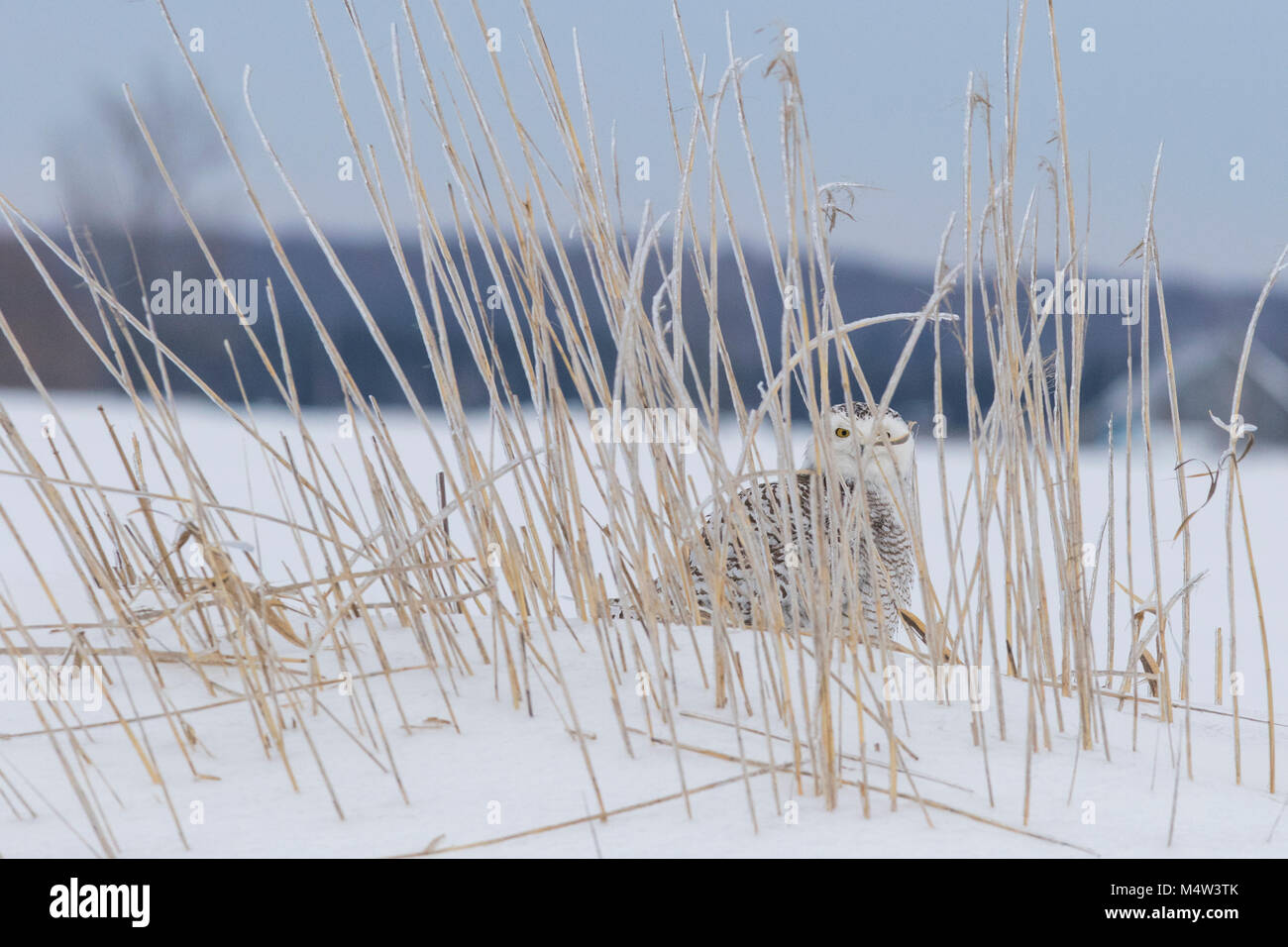 Snowy owl in winter Stock Photo - Alamy