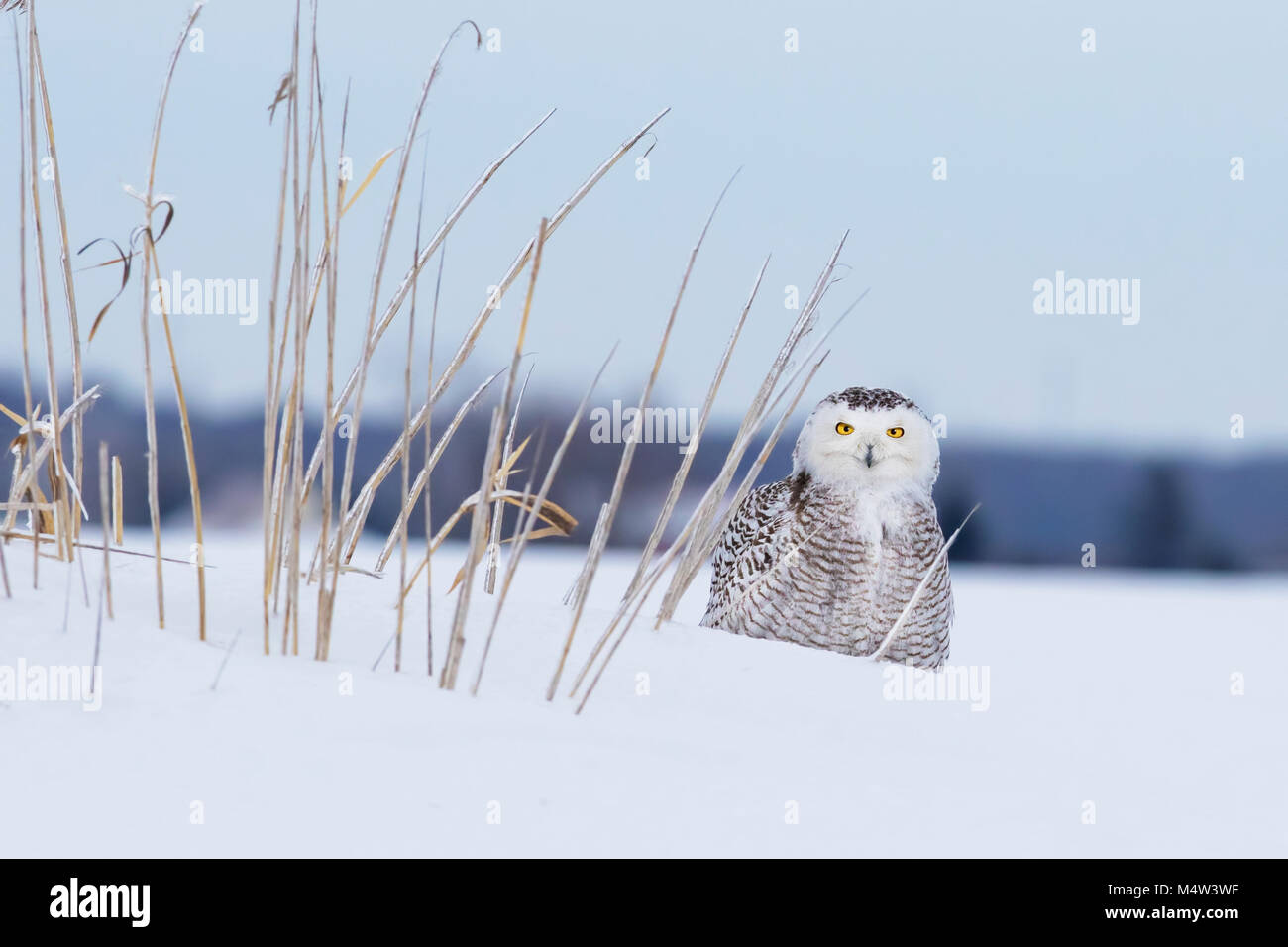 Snowy owl in winter Stock Photo - Alamy