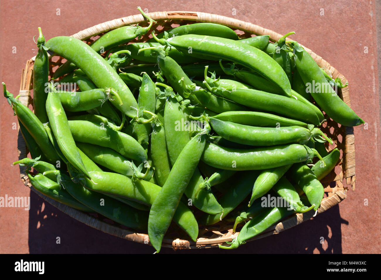 Pisum sativum, freshly picked garden pea pods Stock Photo - Alamy
