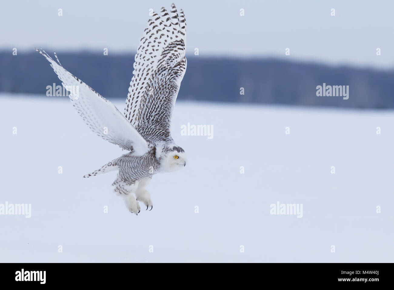Snowy owl in winter Stock Photo - Alamy