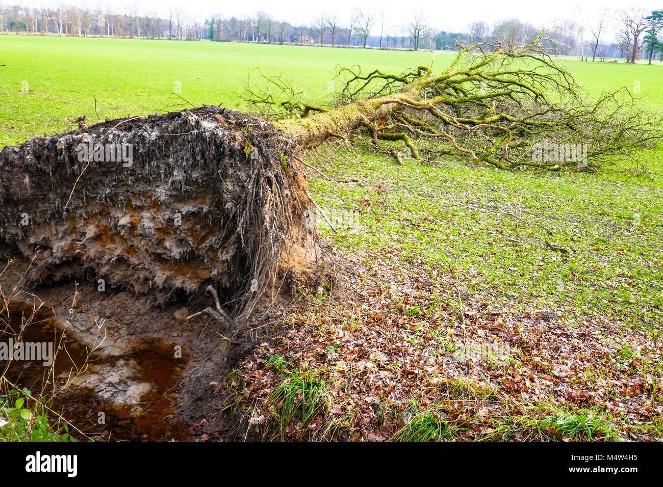 by storm uprooted tree in grassland in Achterhoek, Holland Stock Photo ...