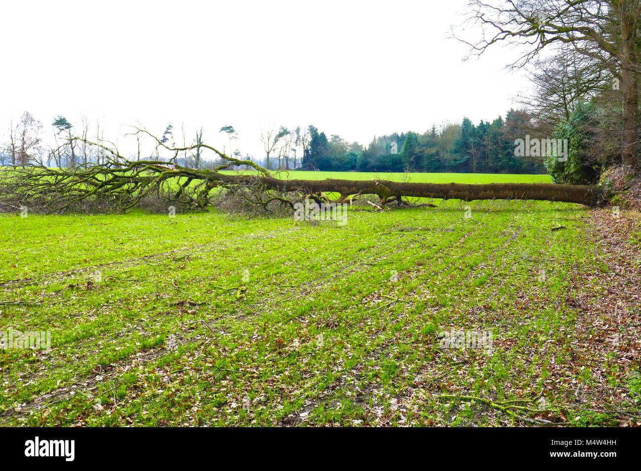 Uprooted tree storm hi-res stock photography and images - Alamy