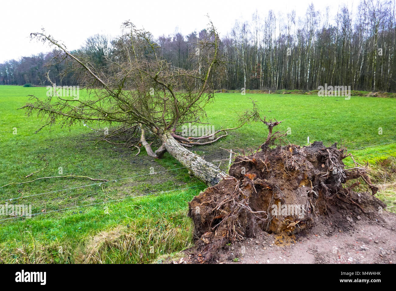 by storm uprooted tree in grassland in Achterhoek, Holland Stock Photo ...