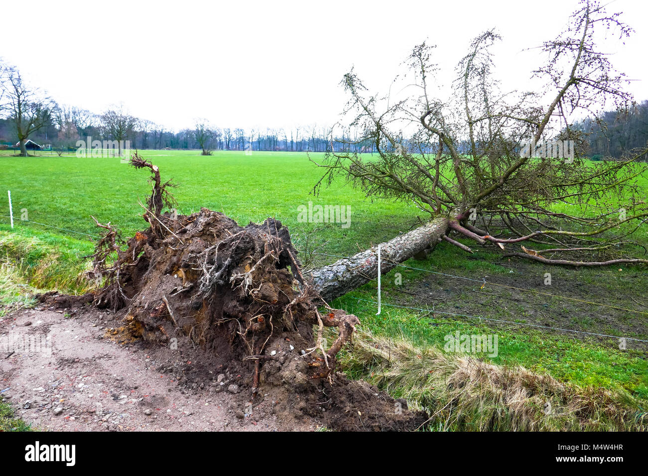 by storm uprooted tree in grassland in Achterhoek, Holland Stock Photo ...