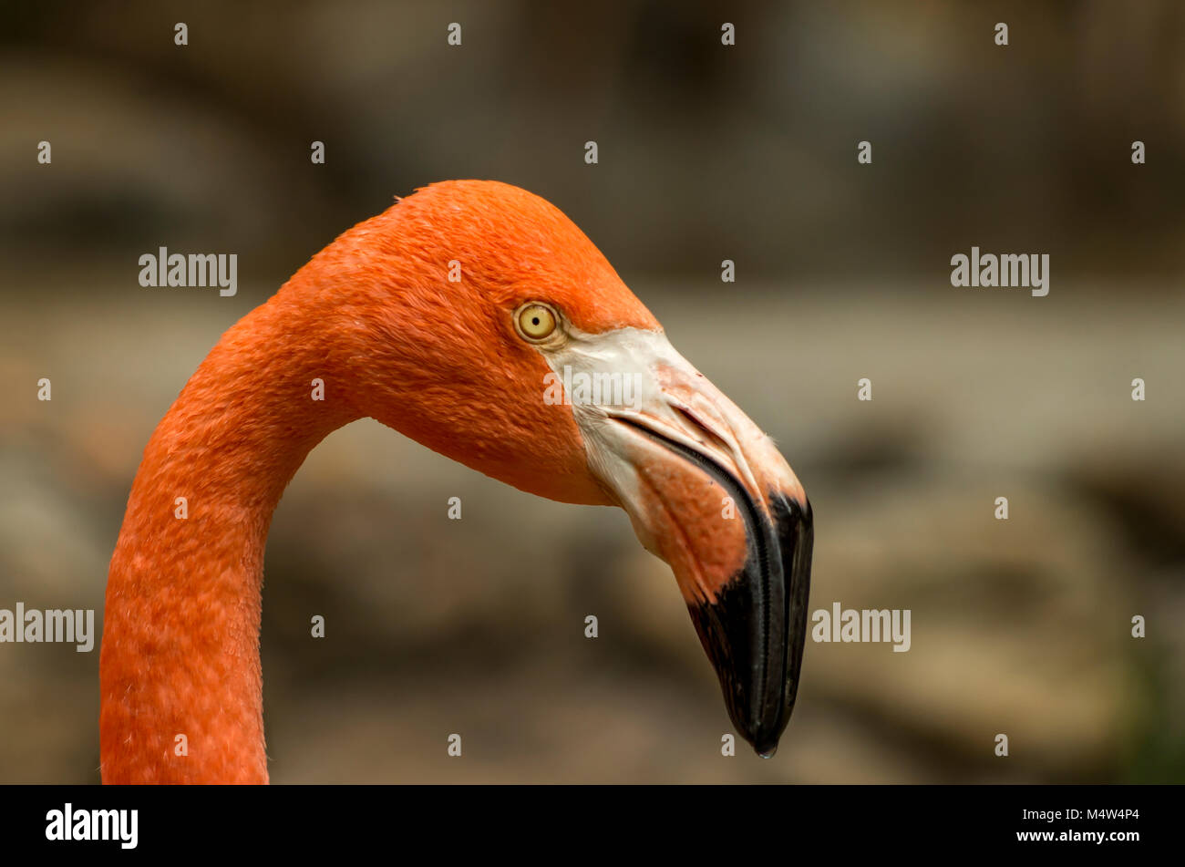 Amazing flamingo photo Stock Photo - Alamy