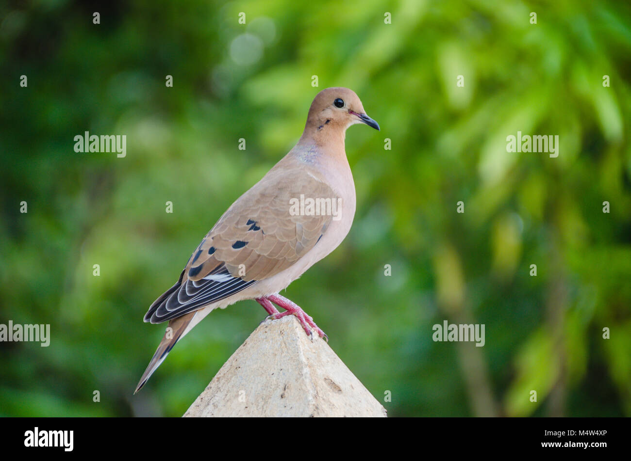 The Caribbean Mourning Dove (Zenaida macroura macroura - Linnaeus, 1758 ...
