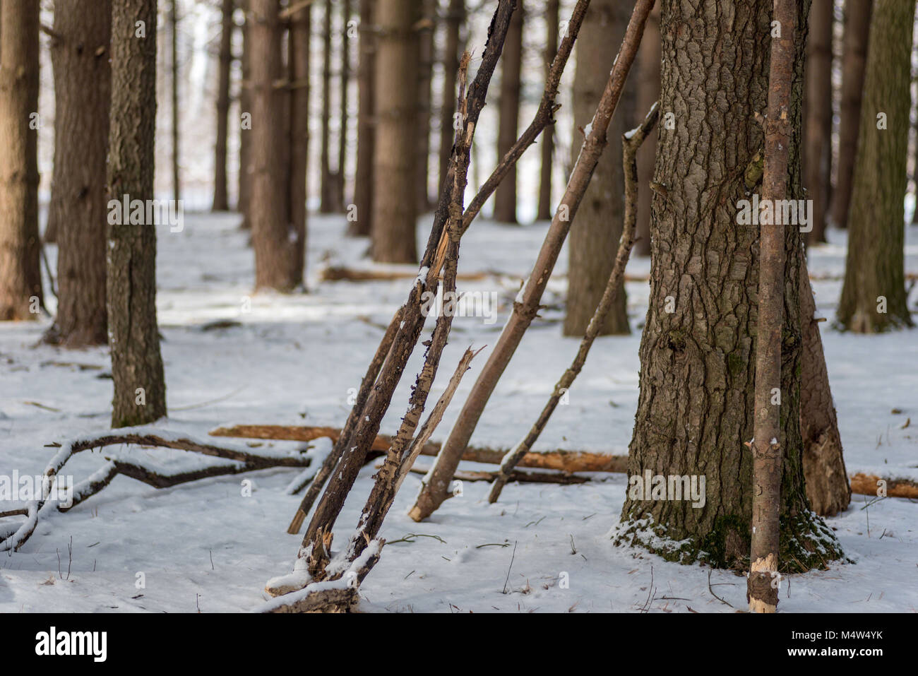 sticks leaning against tree in pine forest in illinois in winter Stock ...
