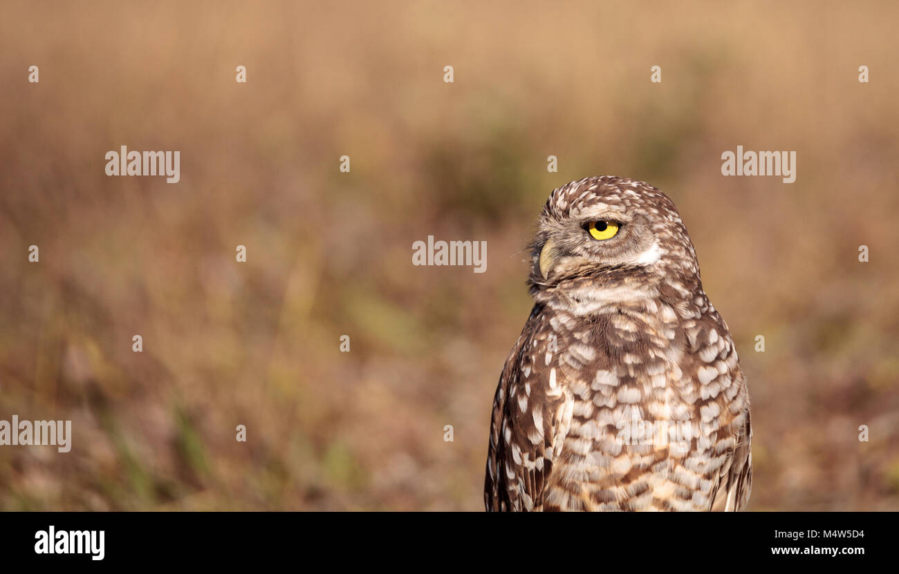 Burrowing owl Athene cunicularia perched outside its burrow on Marco ...