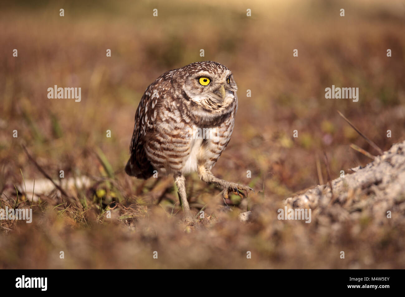Burrowing owl Athene cunicularia perched outside its burrow on Marco ...