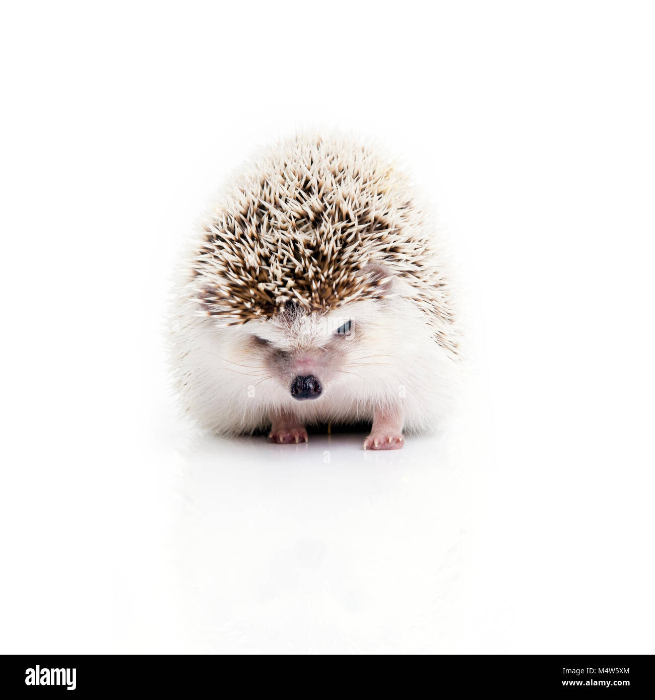Front view of little hedgehog looking something on white background ...